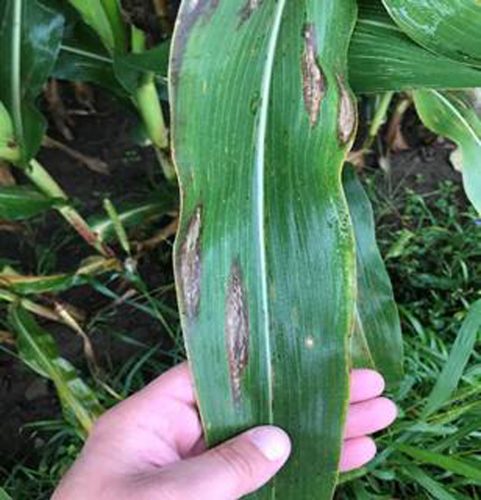 Early-season corn diseases: Northern Corn Leaf Blight | News, Sports, Jobs - Observer Today
